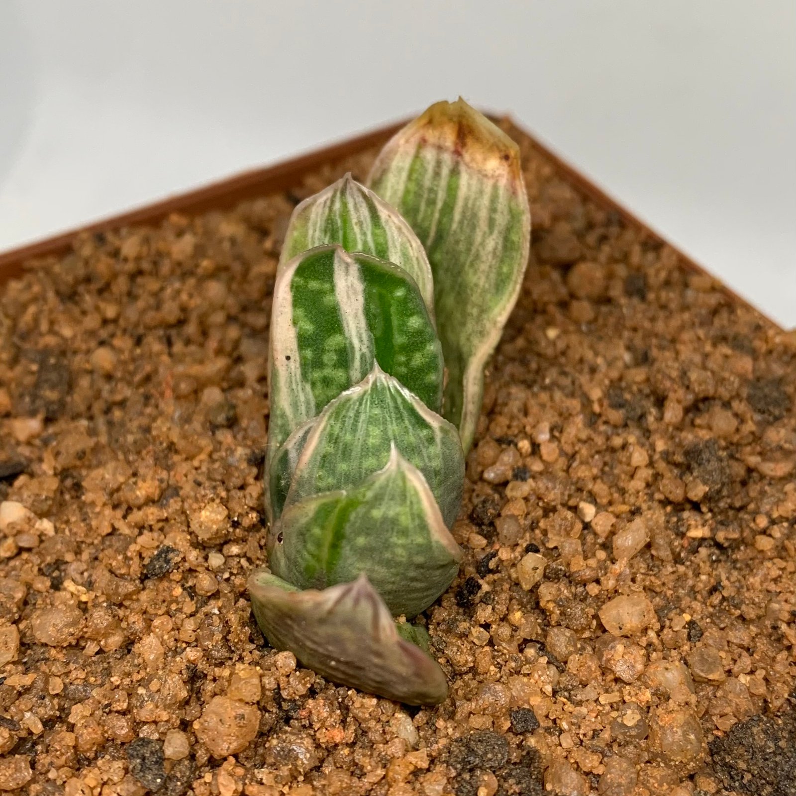 Gasteria cv silver fuji variegated - RKJ Plants